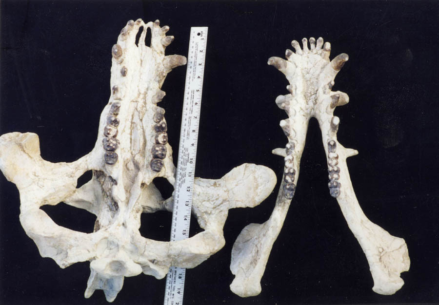 Portfolio of Best Archaeotherium